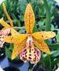 Cattleya, Brassocattleya, Laelia - Orchids and orchids accessoires of ...